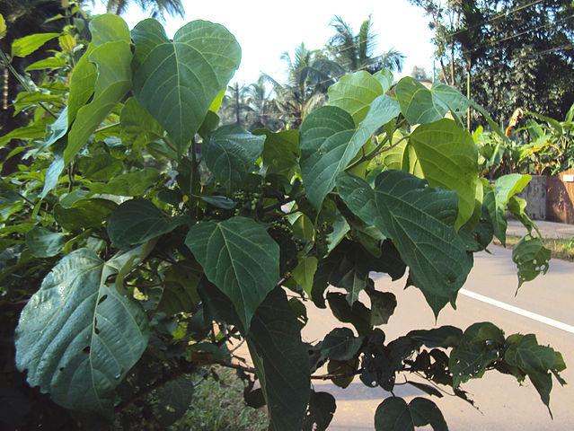 காஞ்சி - காஞ்சி மரம் | அகராதி | tamil dictionary | சொலல்வல்லன்